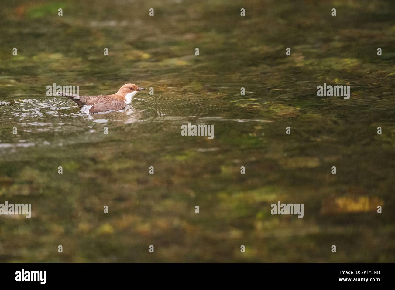 A white-throated dipper foraging in the river Sorgue in Provence ...