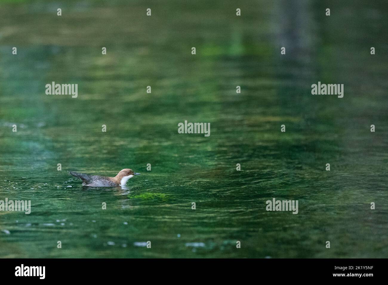 A white-throated dipper foraging in the river Sorgue in Provence ...