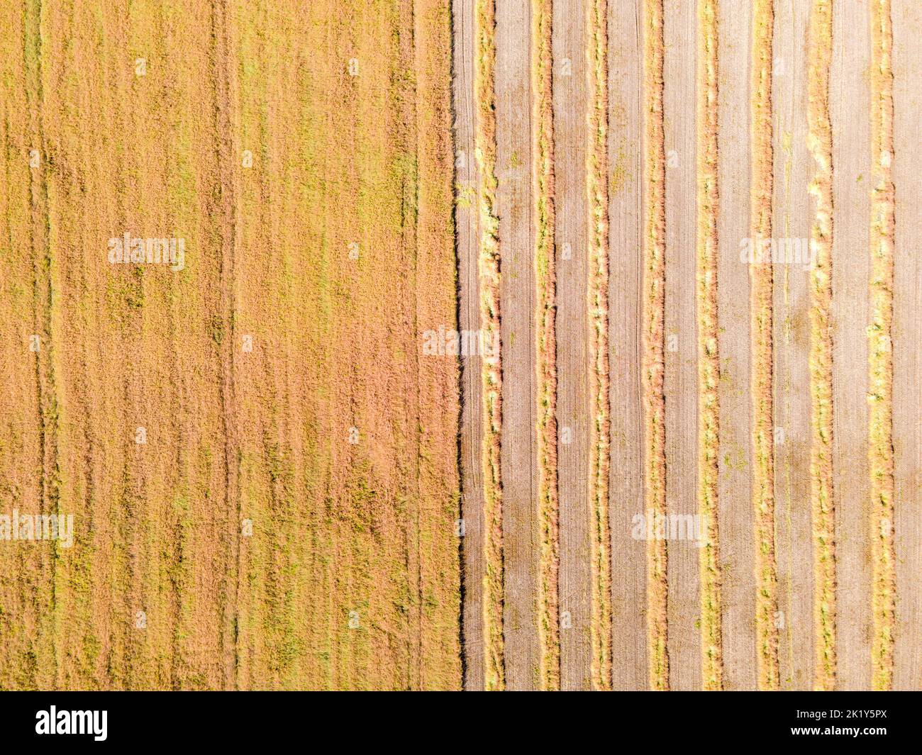 Aerial drone image of fields with diverse crop growth based on ...