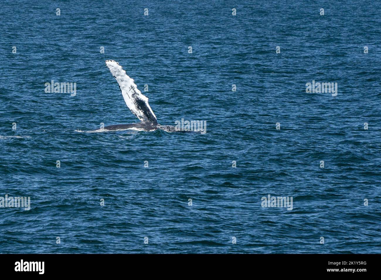 humpback whale fin in cape cod whale watching tour Stock Photo - Alamy
