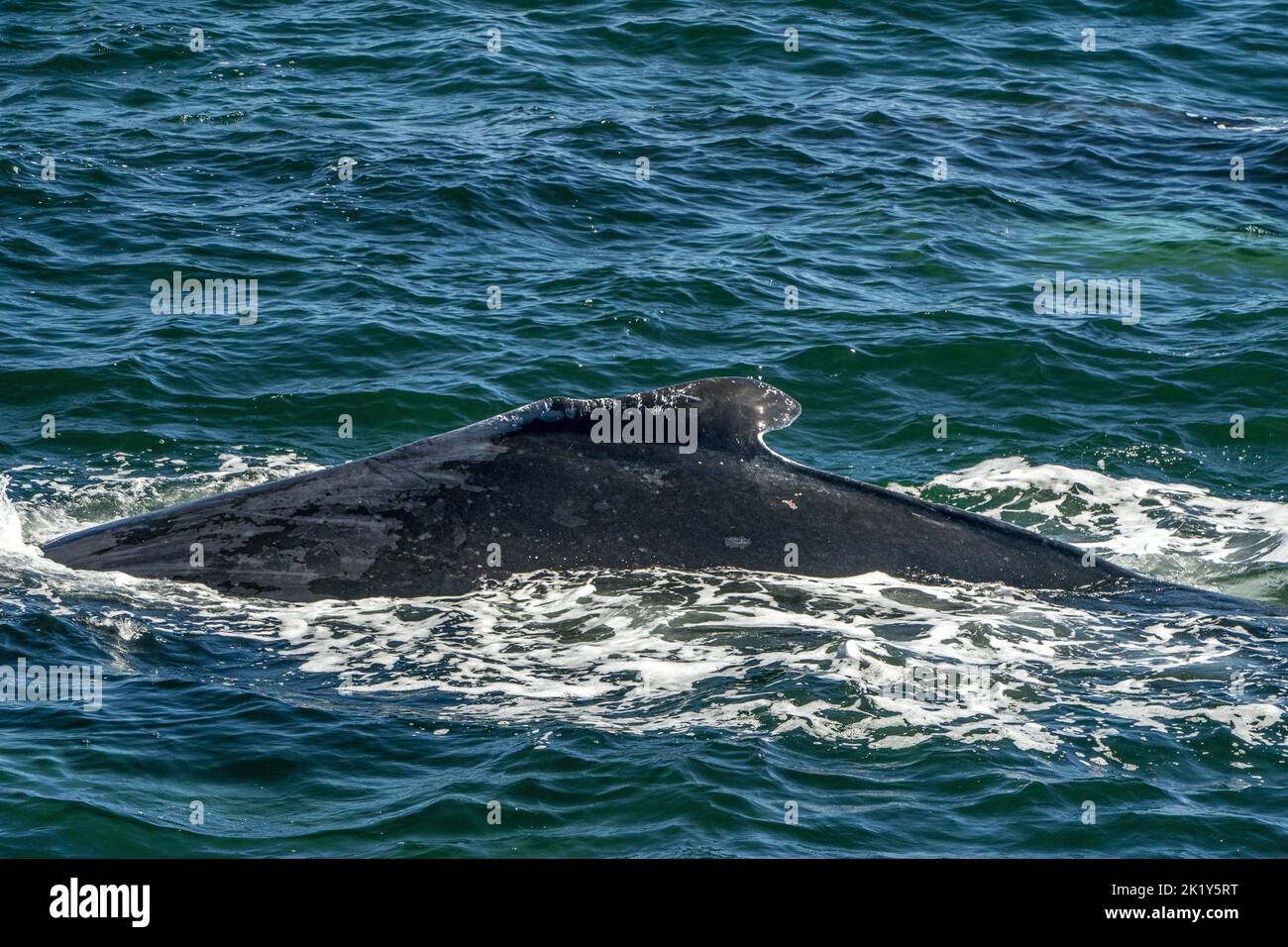 damaged dorsal fin humpback whale blow in cape cod whale watching tour ...