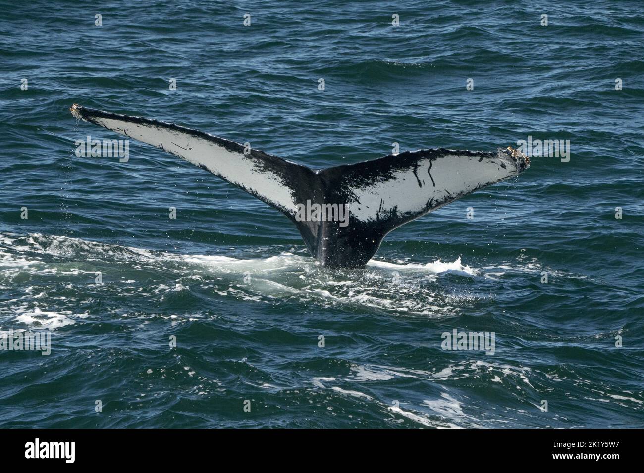 humpback whale fluking in cape cod whale watching tour Stock Photo - Alamy