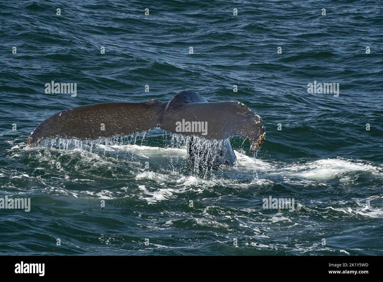 humpback whale fluking in cape cod whale watching tour Stock Photo - Alamy