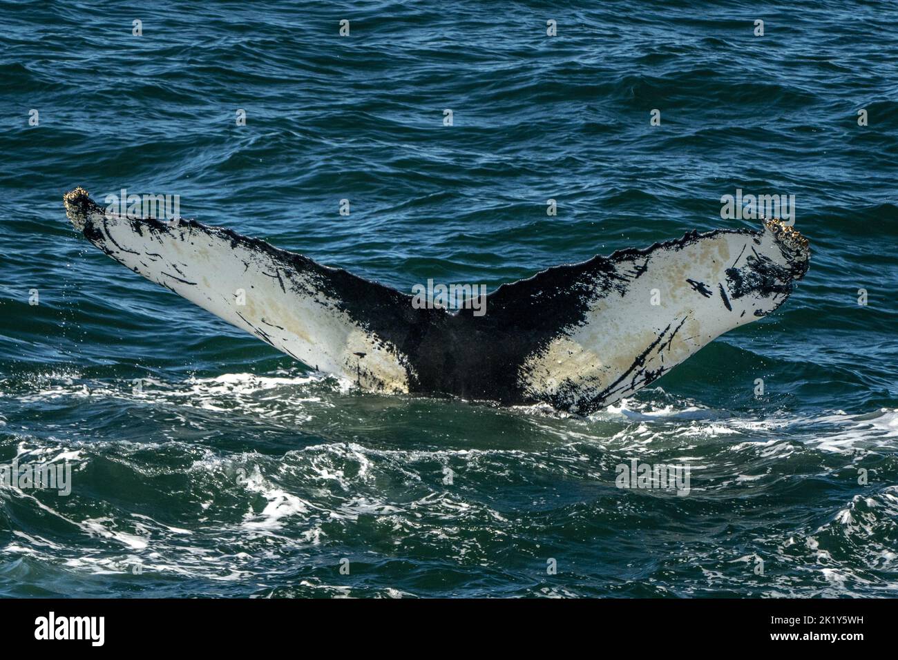 humpback whale fluking in cape cod whale watching tour Stock Photo - Alamy