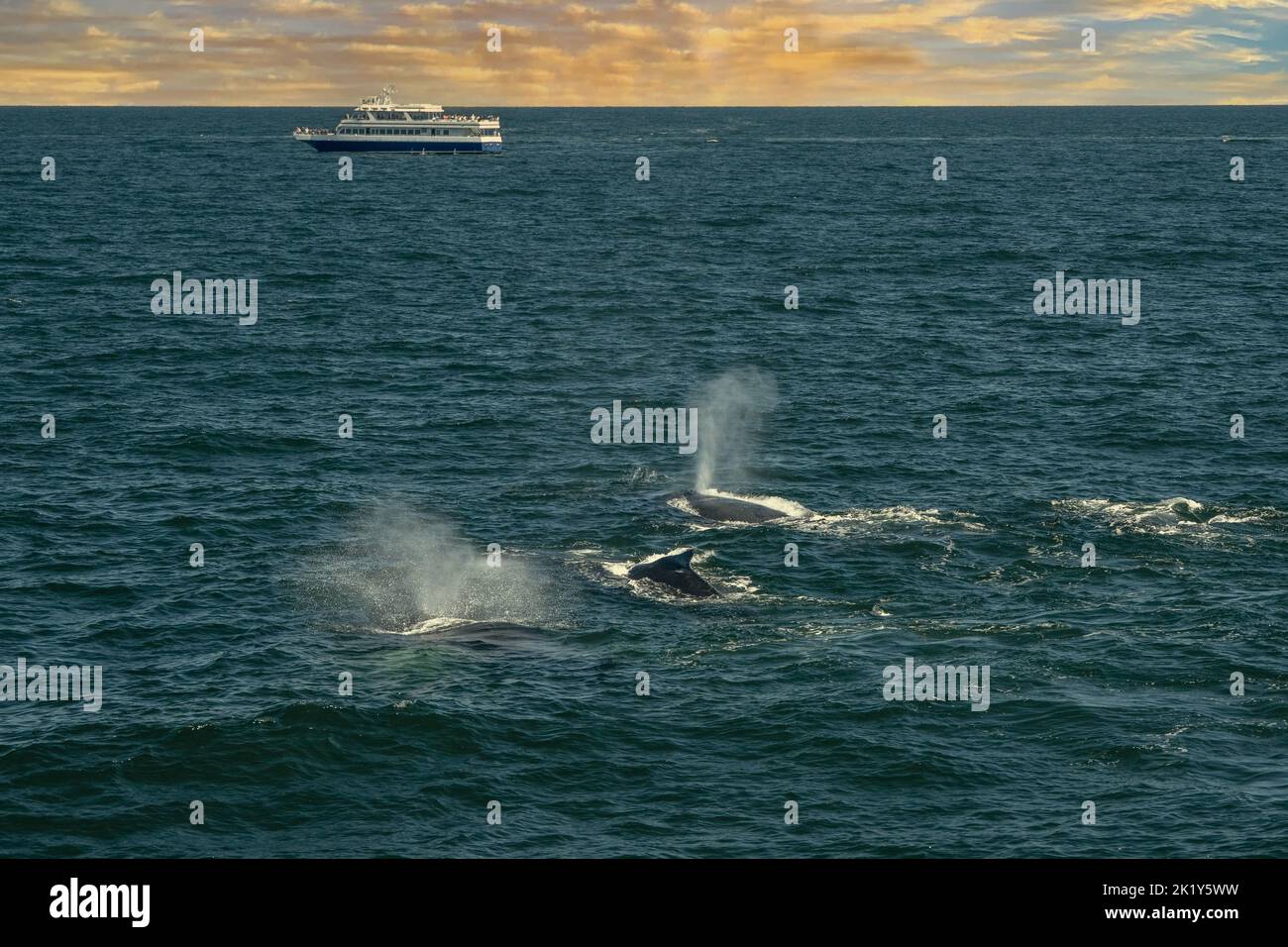 humpback whale blow in cape cod whale watching tour at sunset Stock ...