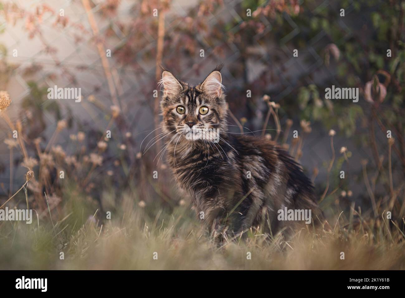 A Maine coon cat sitting on a grass Stock Photo - Alamy