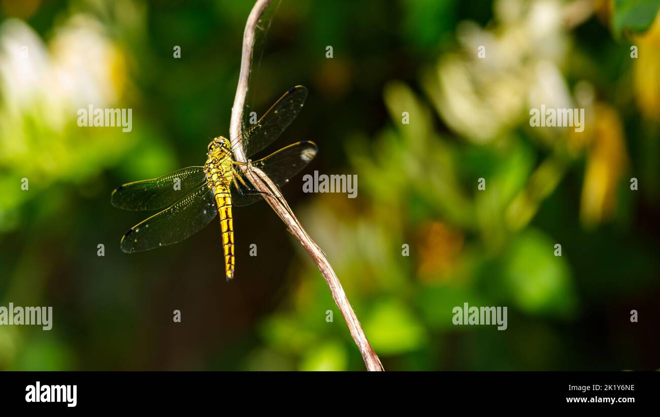 Dragonfly in swamp hi-res stock photography and images - Alamy