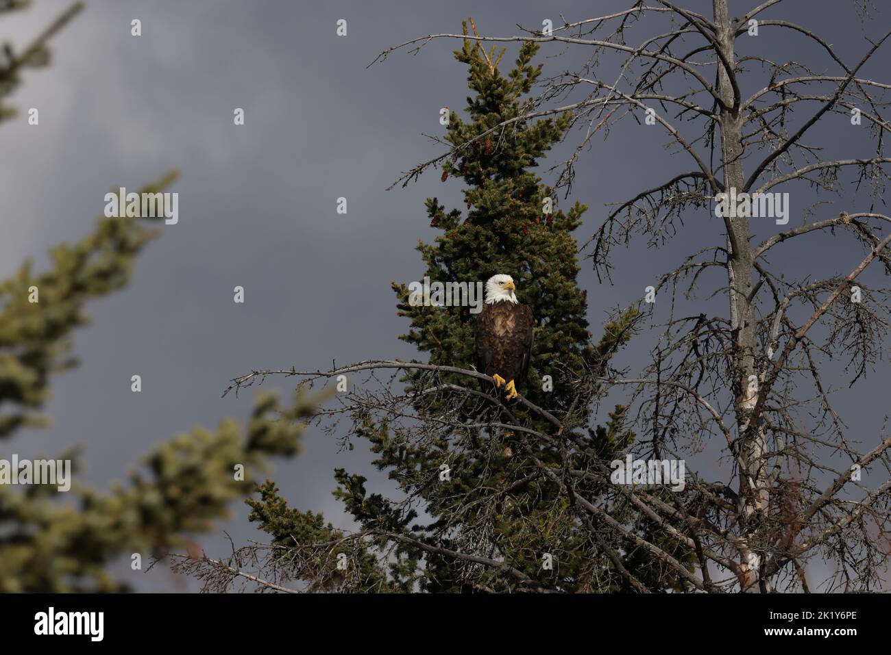 Bald Eagle Banff Canada Stock Photo - Alamy