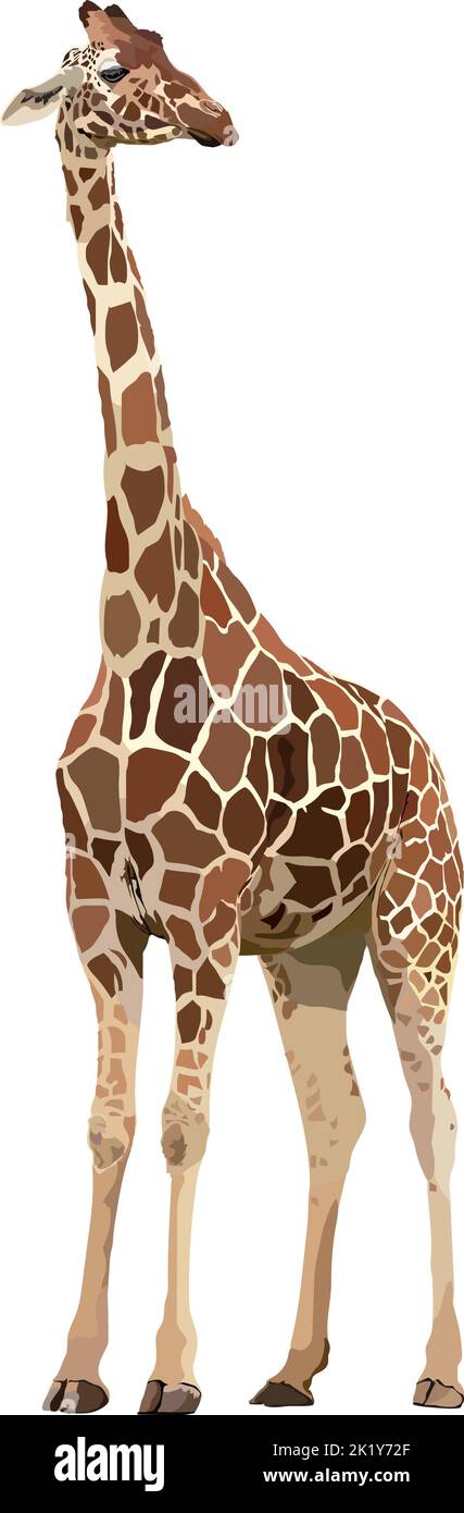 Realistic giraffe. Silhouette on the white background. Vector ...