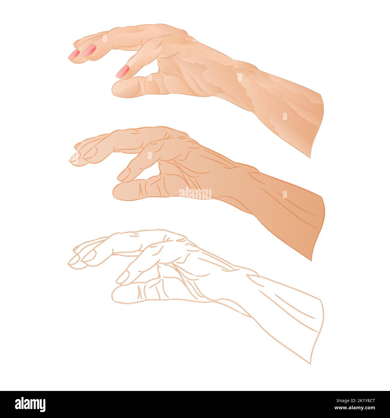 Female hand vector Stock Vector Image & Art - Alamy