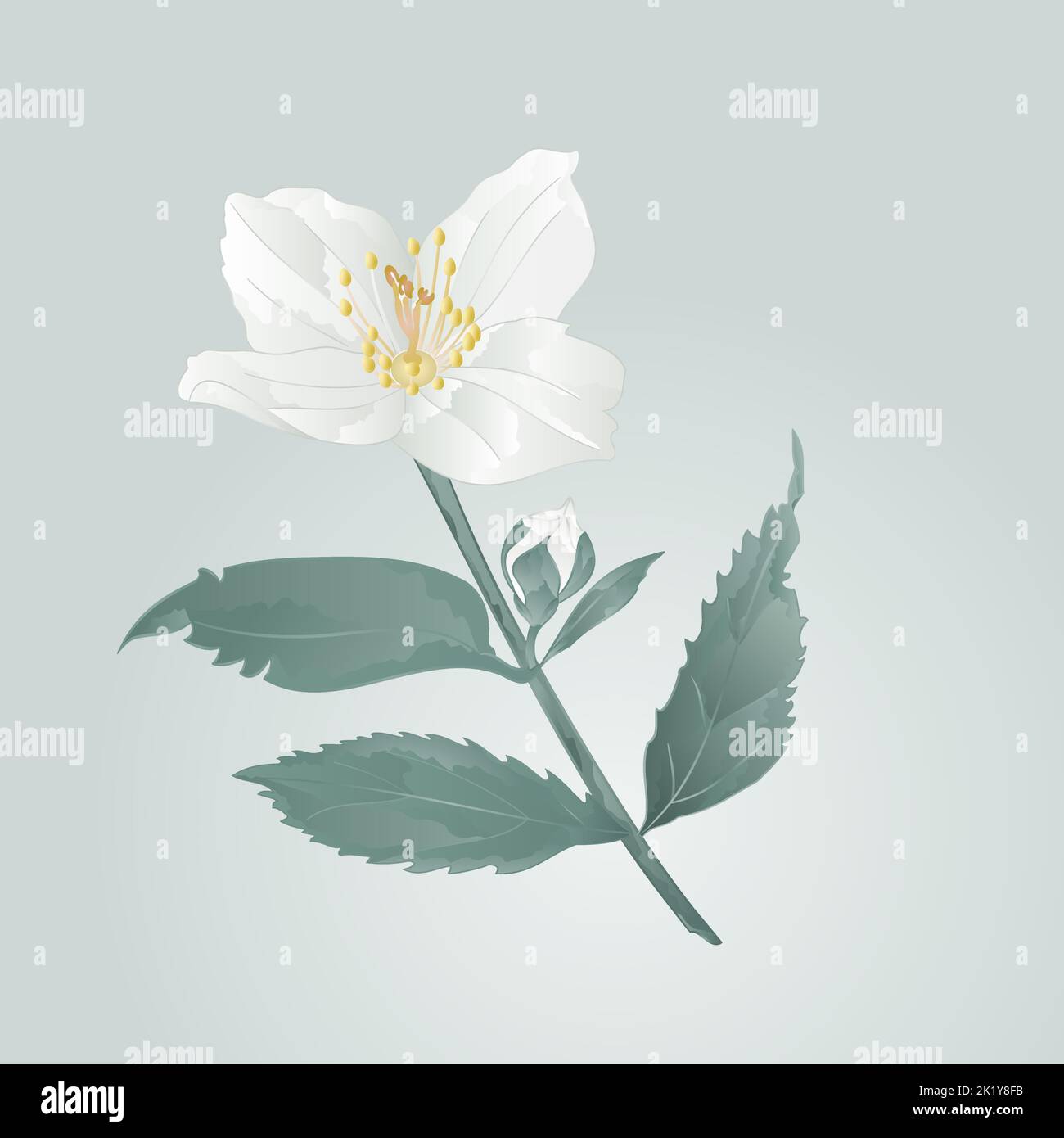 Jasmine Flowers Vectors Photos And Psd Files Free Download