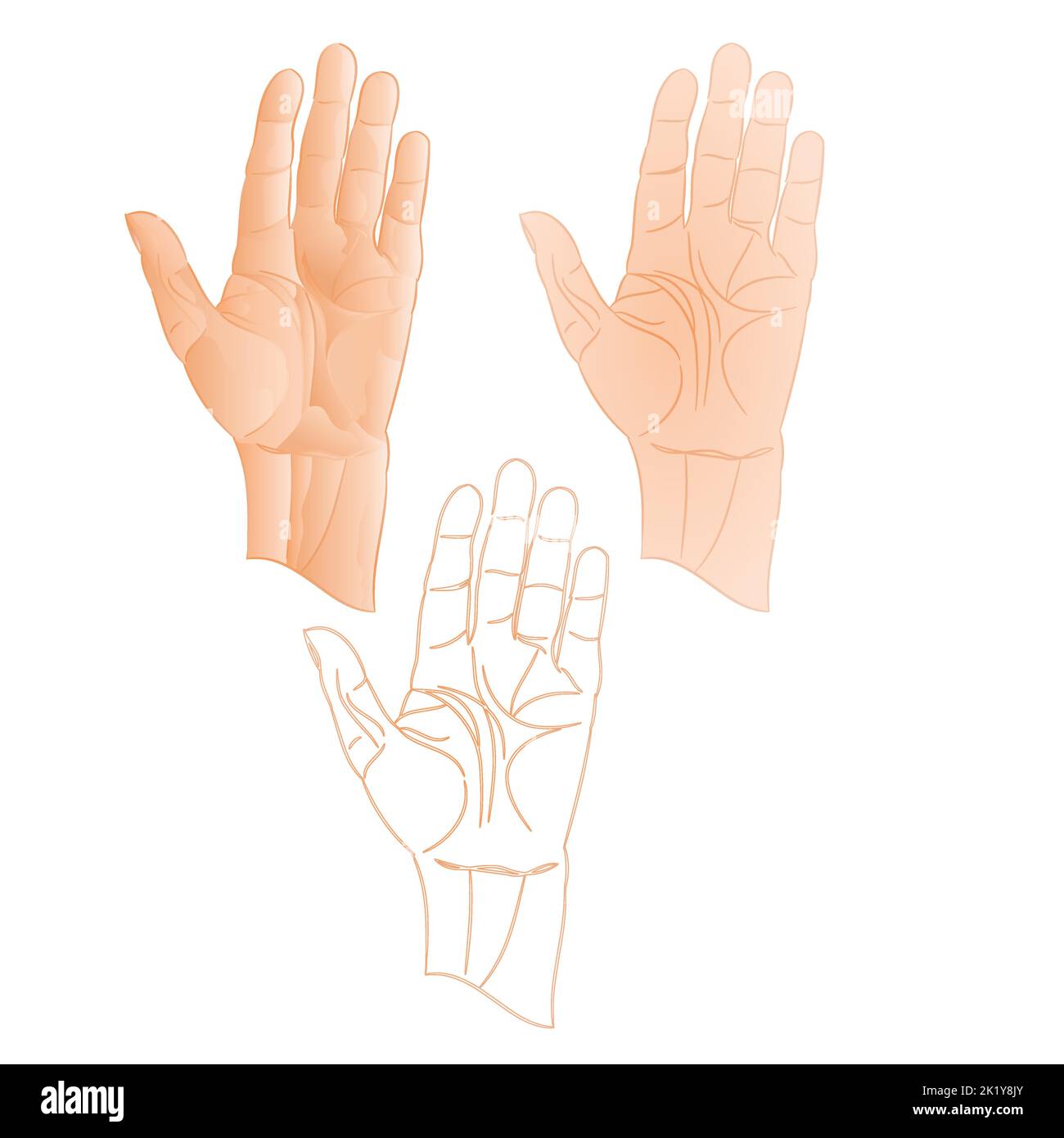 Human left hand pointer stop vector Stock Vector Image & Art - Alamy