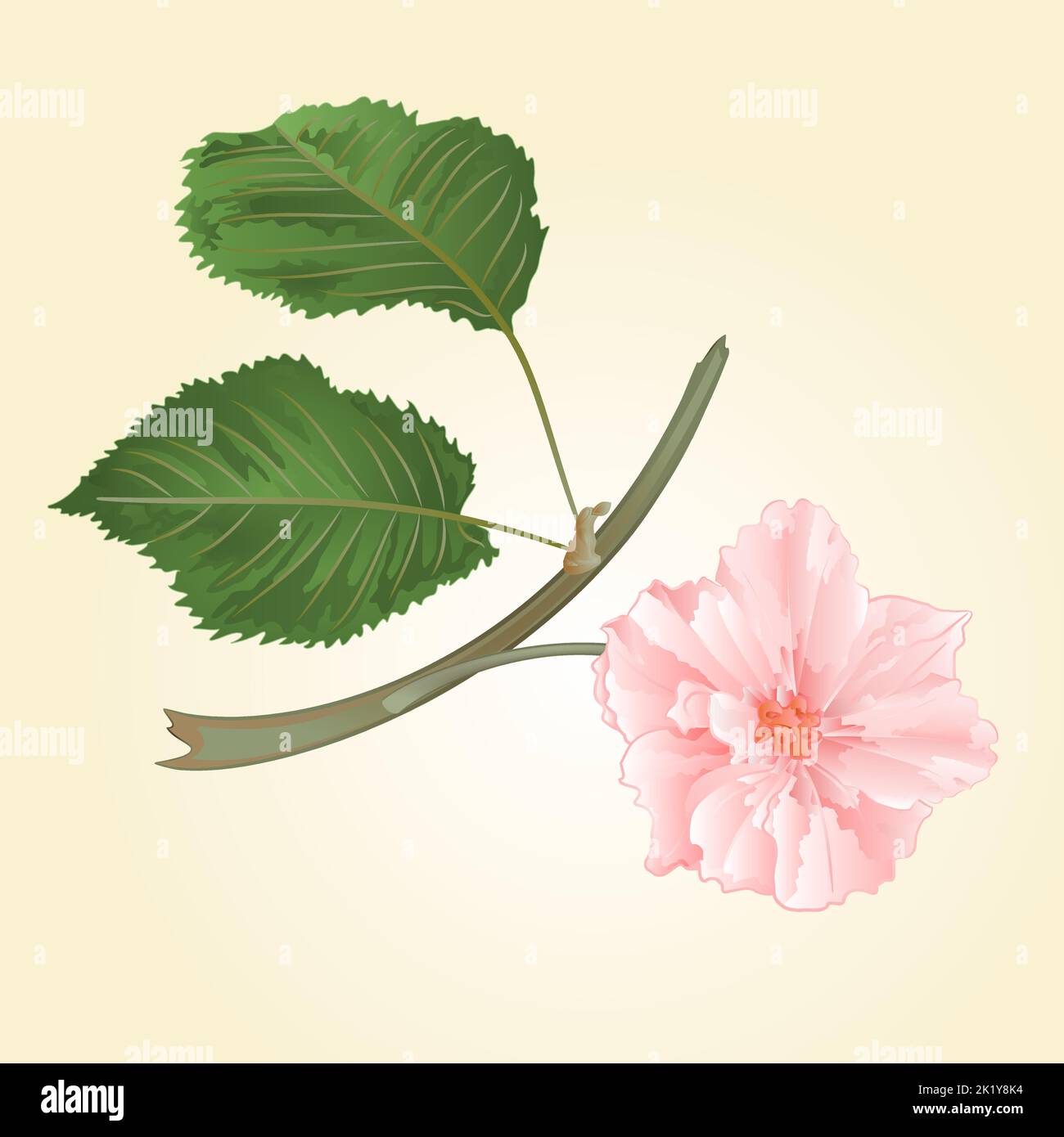 Sakura blossoming pink flowers Stock Vector Images - Alamy