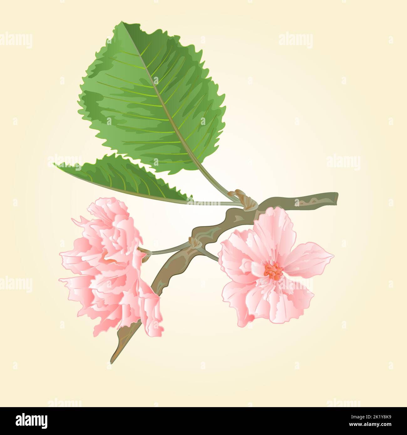 Romantic spring japan Stock Vector Images - Alamy