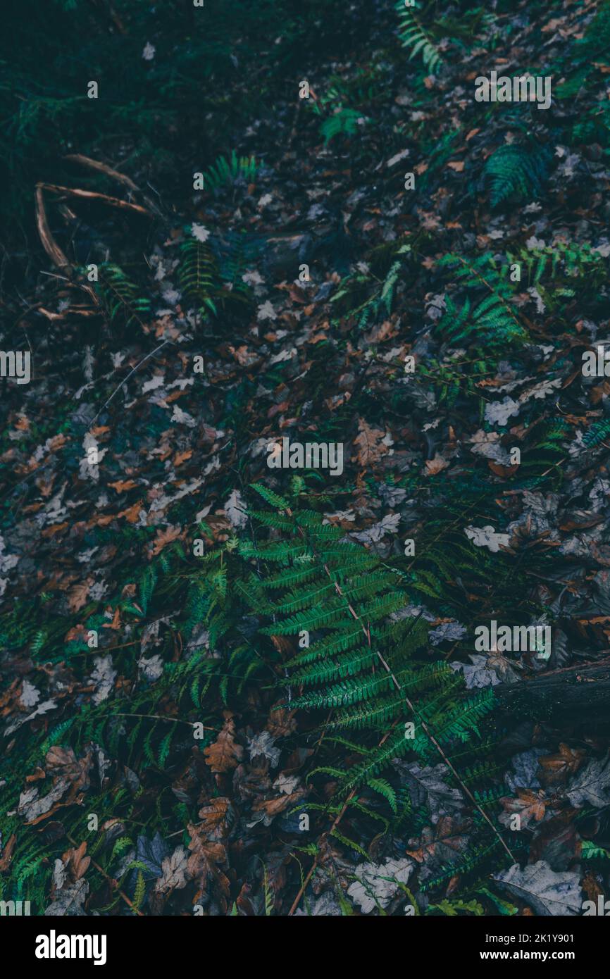 Waldboden im Herbst mit Farn Forest ground Moody Forest Stock Photo - Alamy
