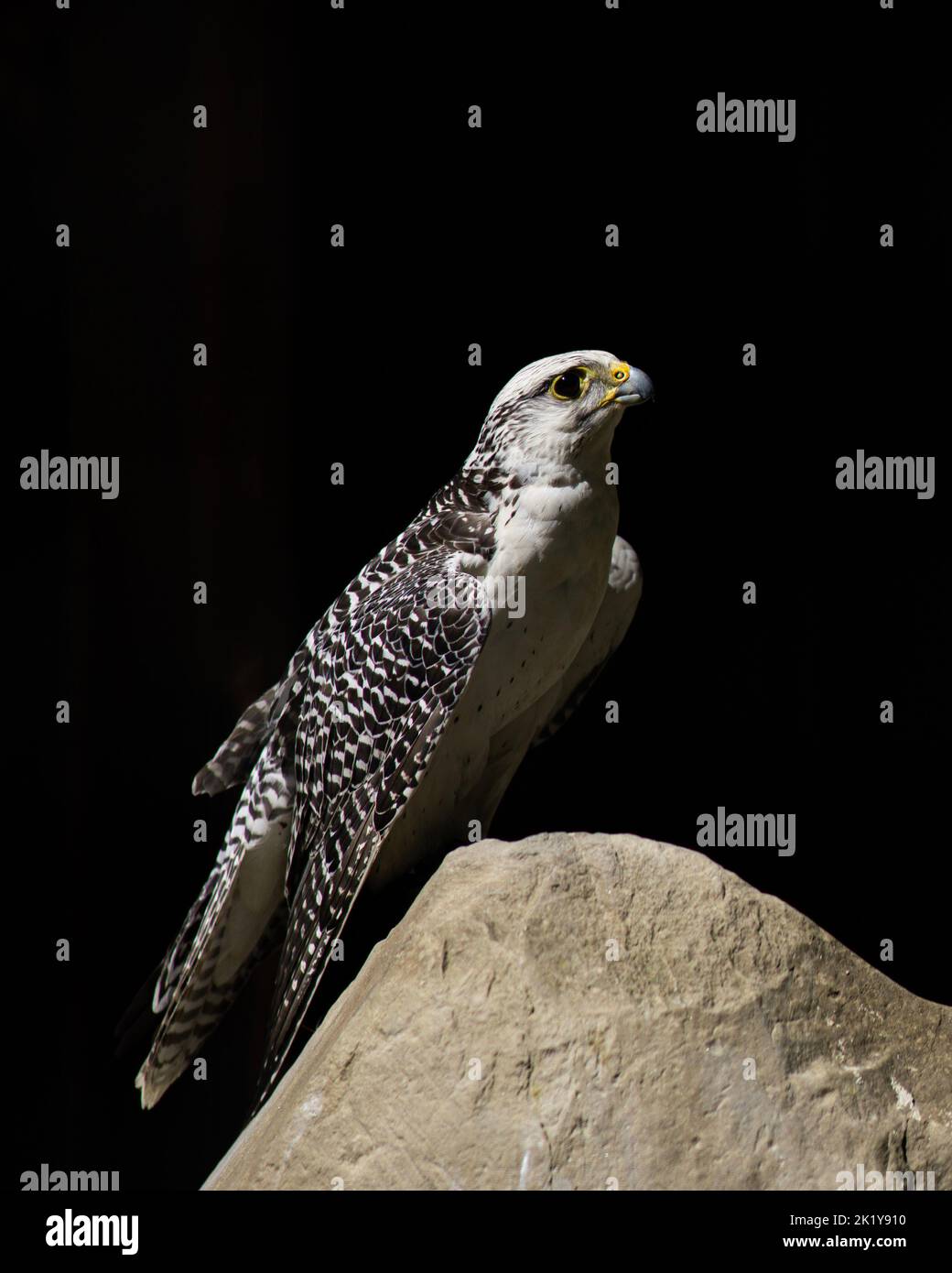 Schneller vogel hi-res stock photography and images - Alamy