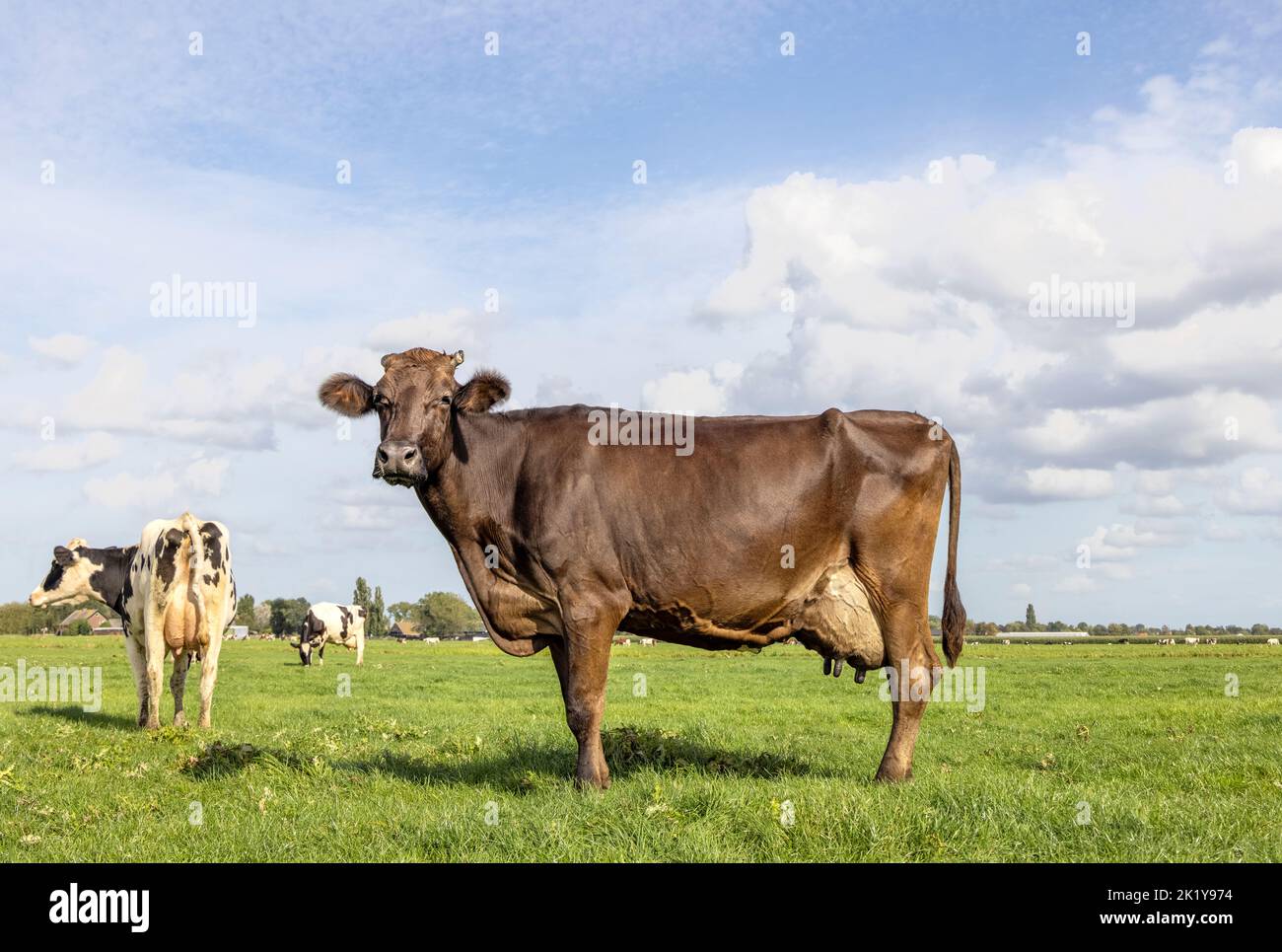 Brown cow choclate dairy standing proudly in a pasture, large full ...