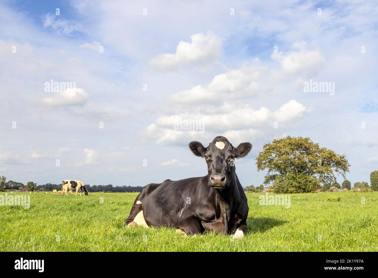 Cow lying down hi-res stock photography and images - Alamy