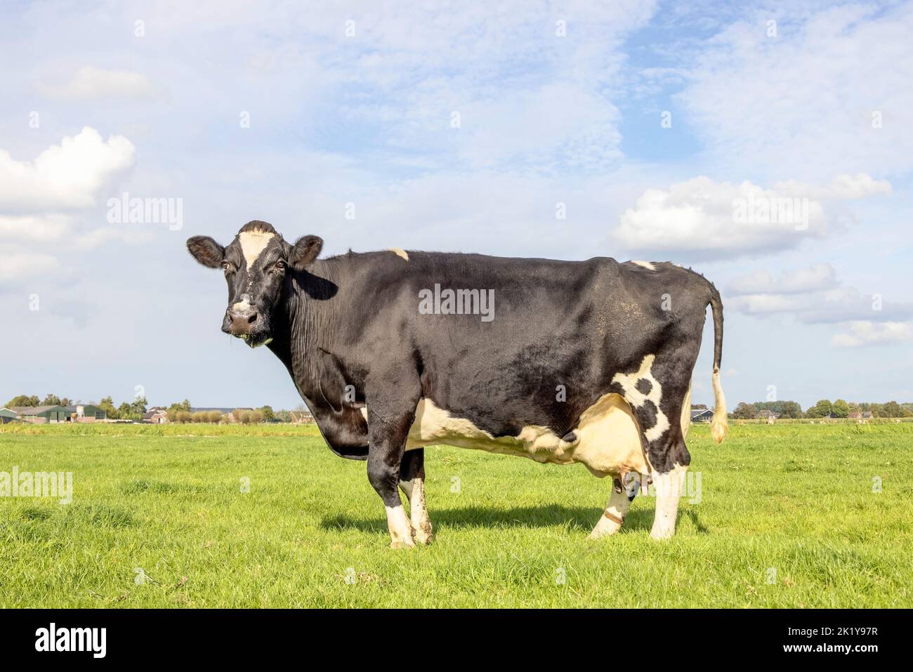 Old cow (14 year), large udder and veis, standing in a pasture in the ...