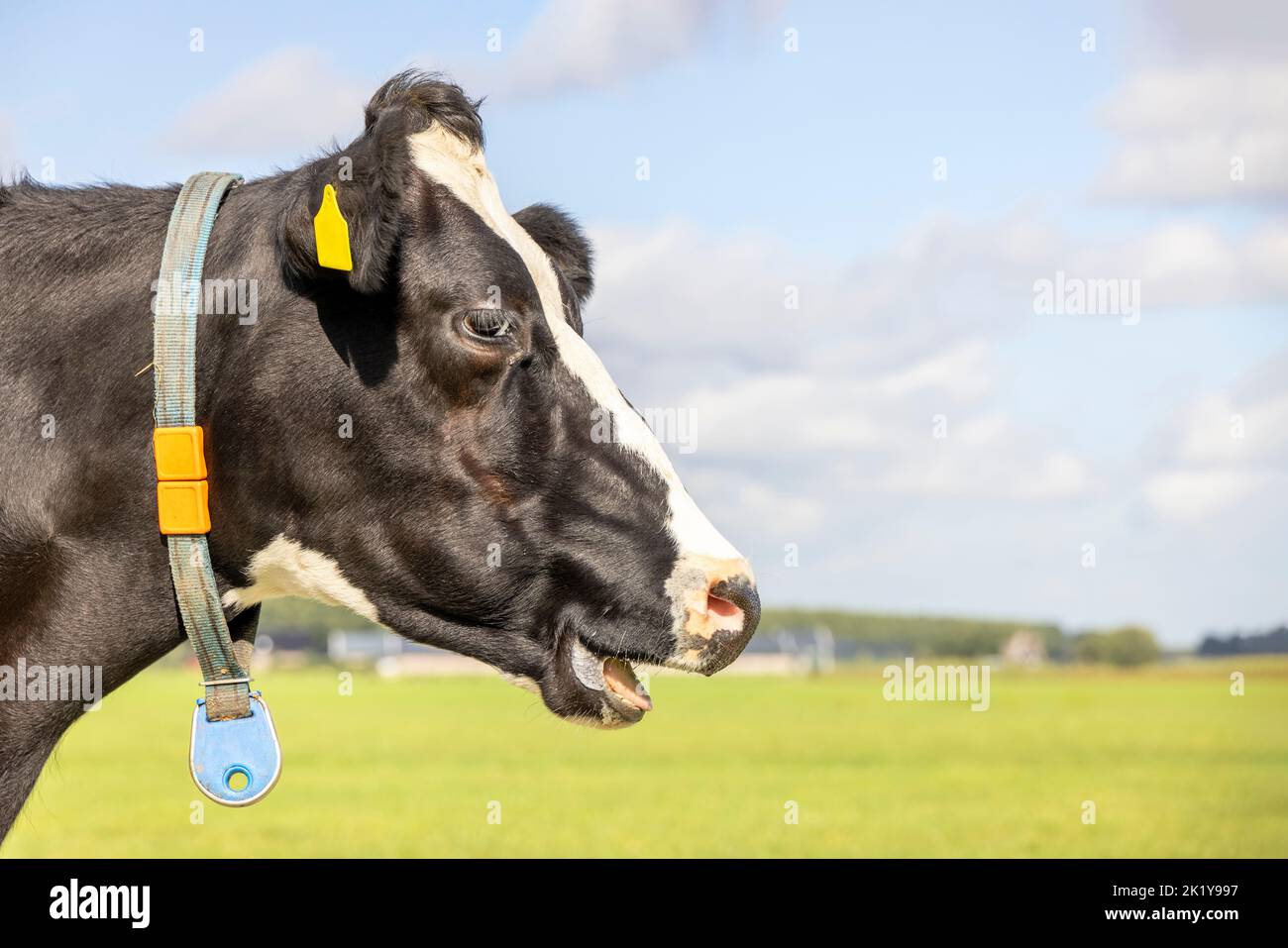 Chewing cow, laughing with mouth open showing teeth and gums while ...