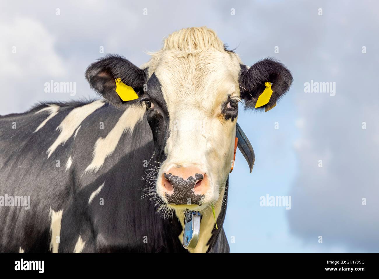 Cute cow, black and white squint looking, pink nose, in front of a blue ...
