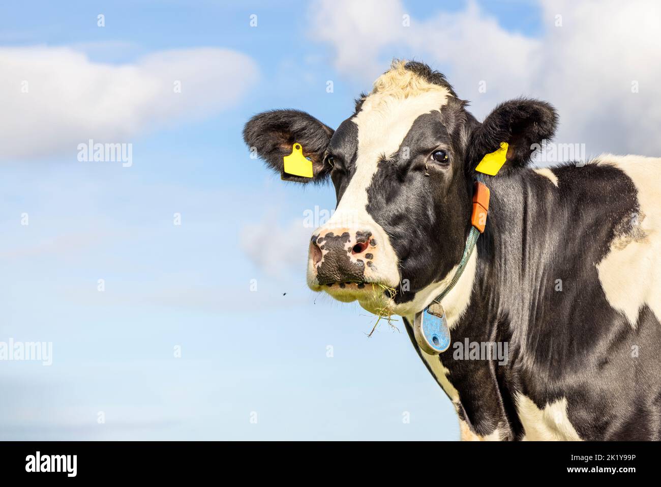 Cute cow looking at right side, head around the corner, a blue sky ...