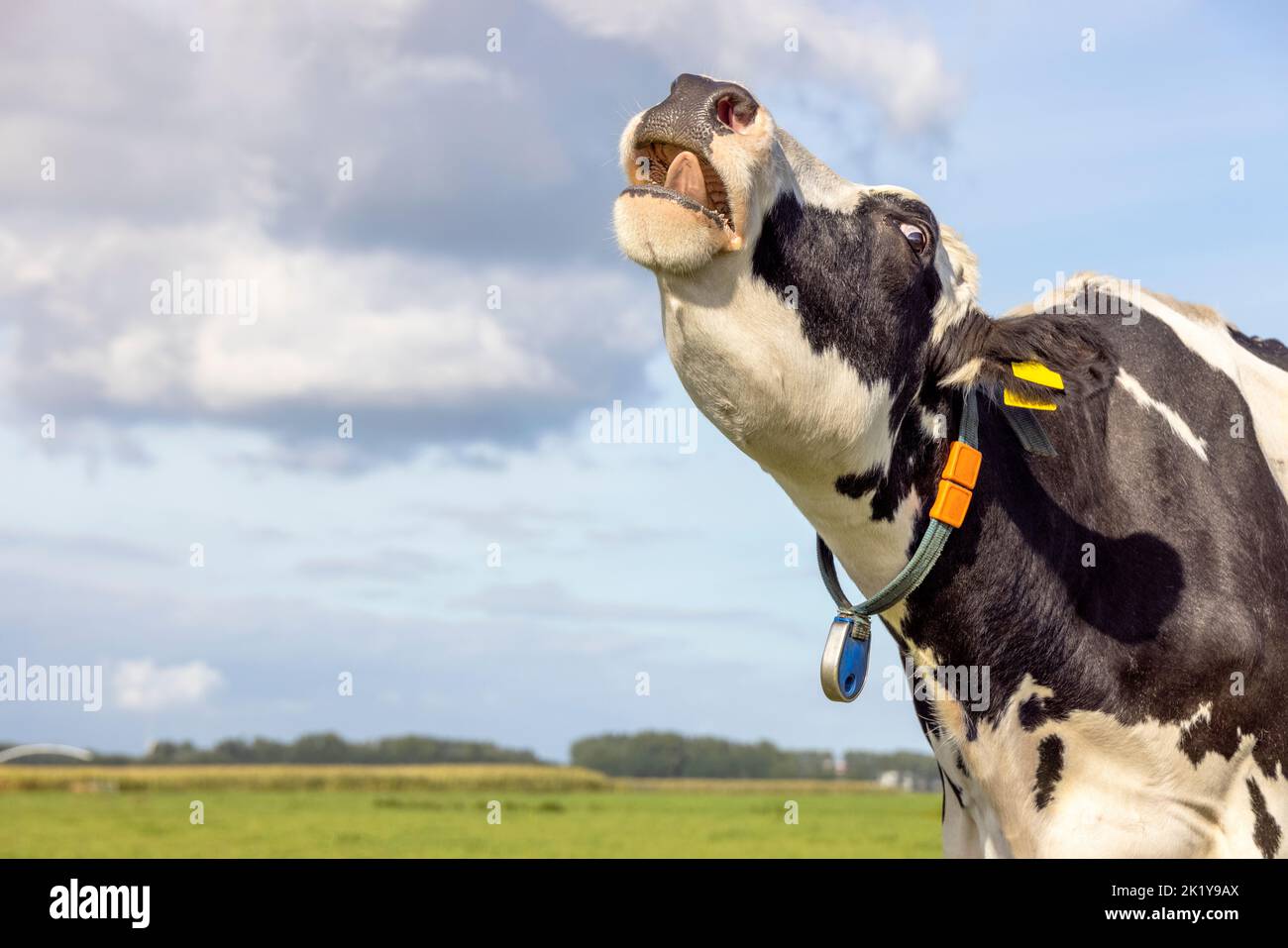 Wailing cow, mooing black and white, heckling in a field, right side ...