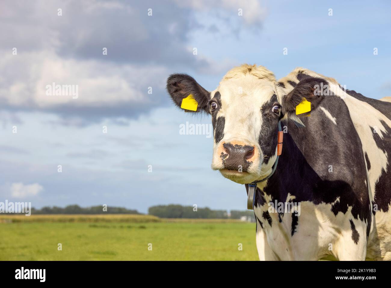 Silly cow, black and white looking weird oncoming at the right side, at ...