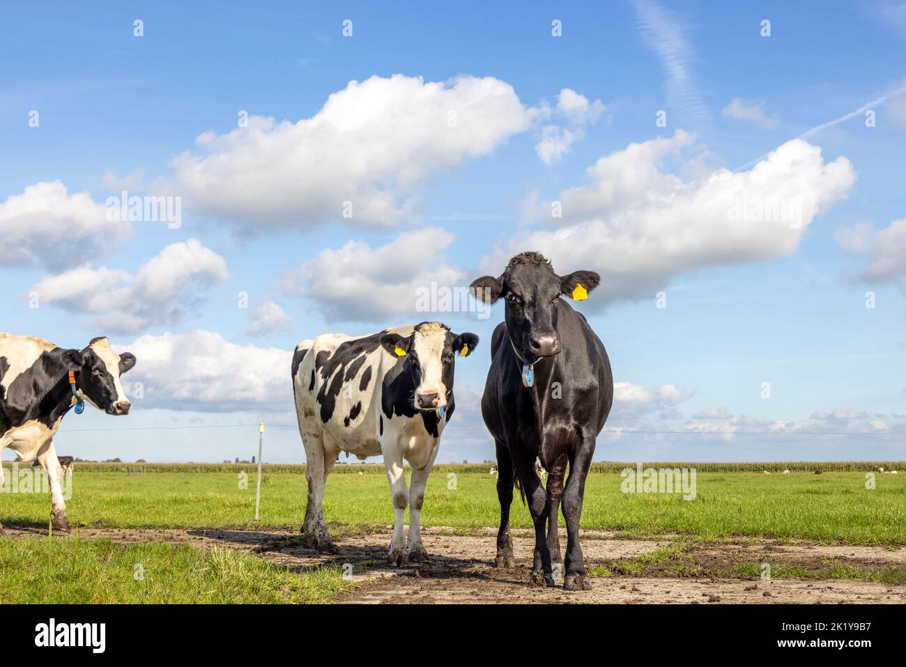 2 cows black and white, standing on a path in a field, in the ...