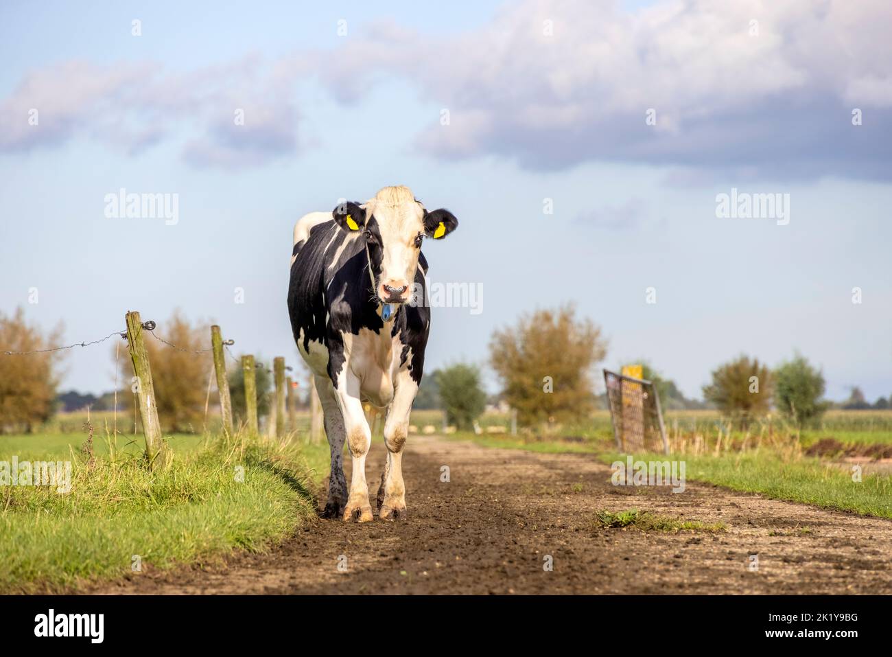 Cow walking on a path to the milking parlor, happy on sunny day, black ...