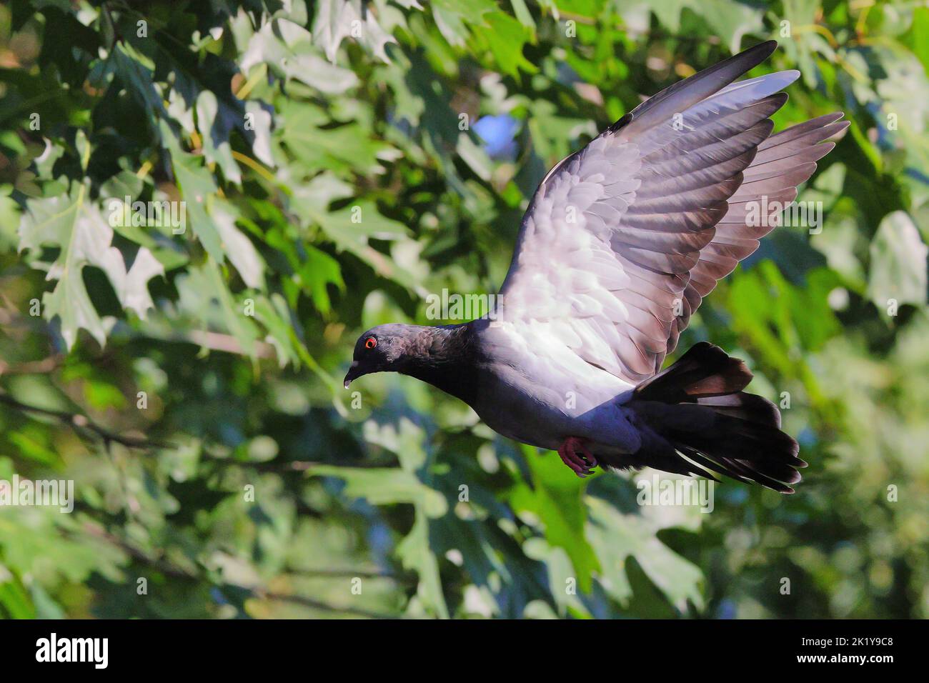 A profile shot of common pigeon with widespread wings about to perch on ...