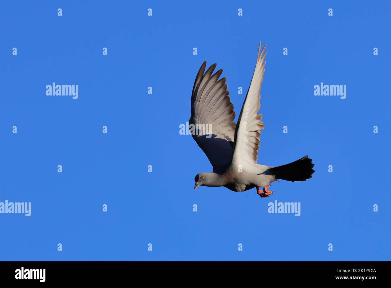 A rock dove flying high in blue sky Stock Photo - Alamy