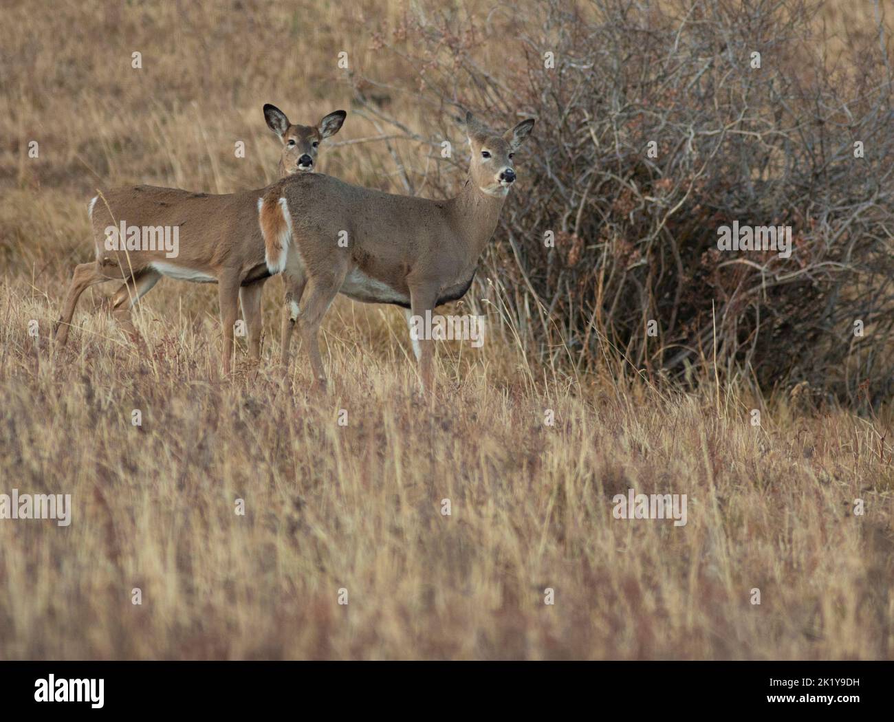 Whitetail deer does in Montana in the late fall Stock Photo - Alamy