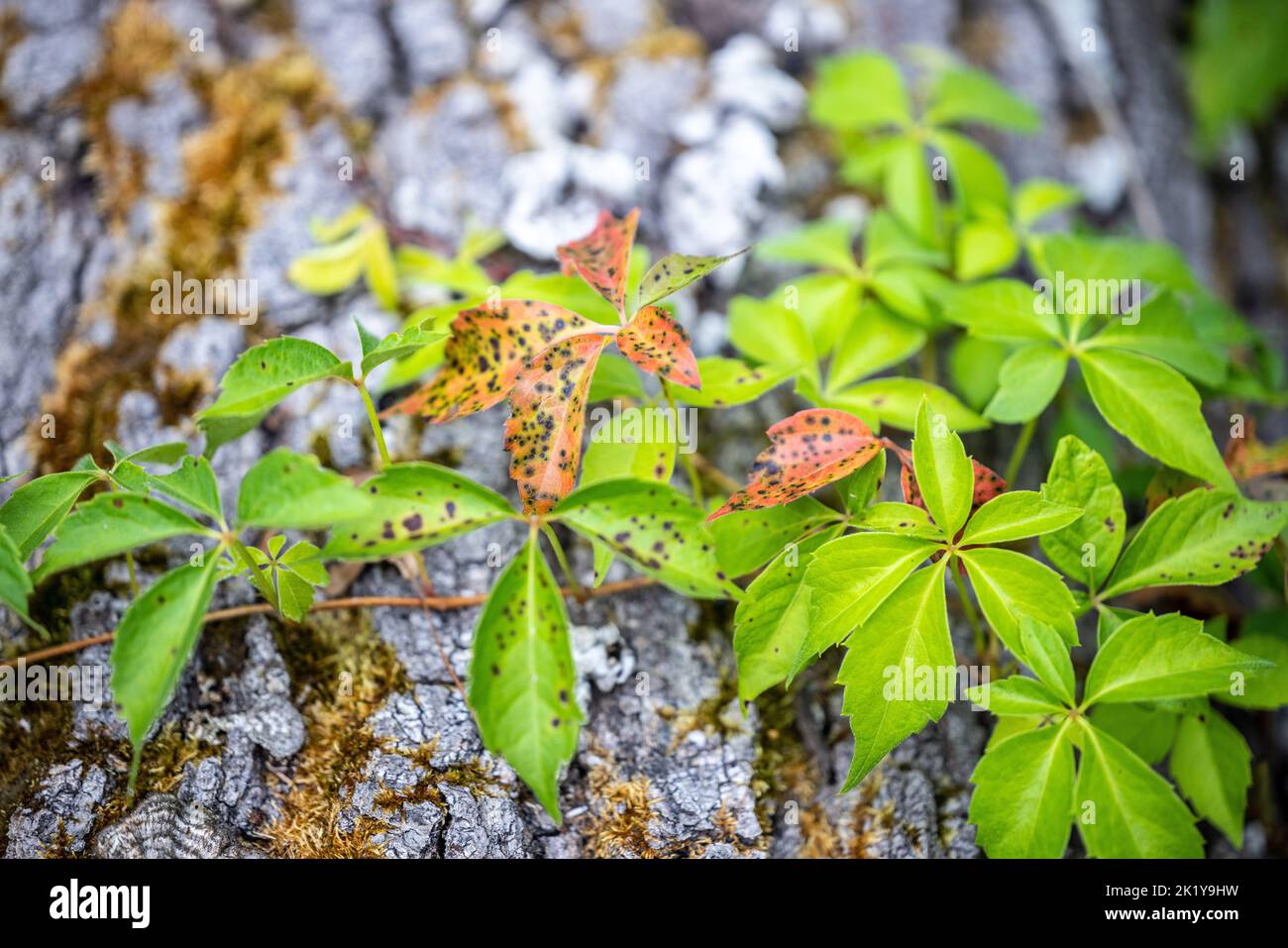 Family tree creeper hi-res stock photography and images - Alamy