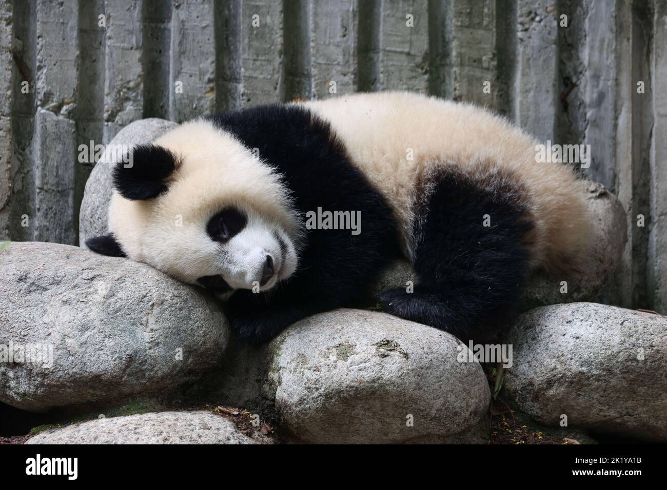 Chengdu, China's Sichuan Province. 21st Sep, 2022. A giant panda rests on a rock at the Chengdu ...