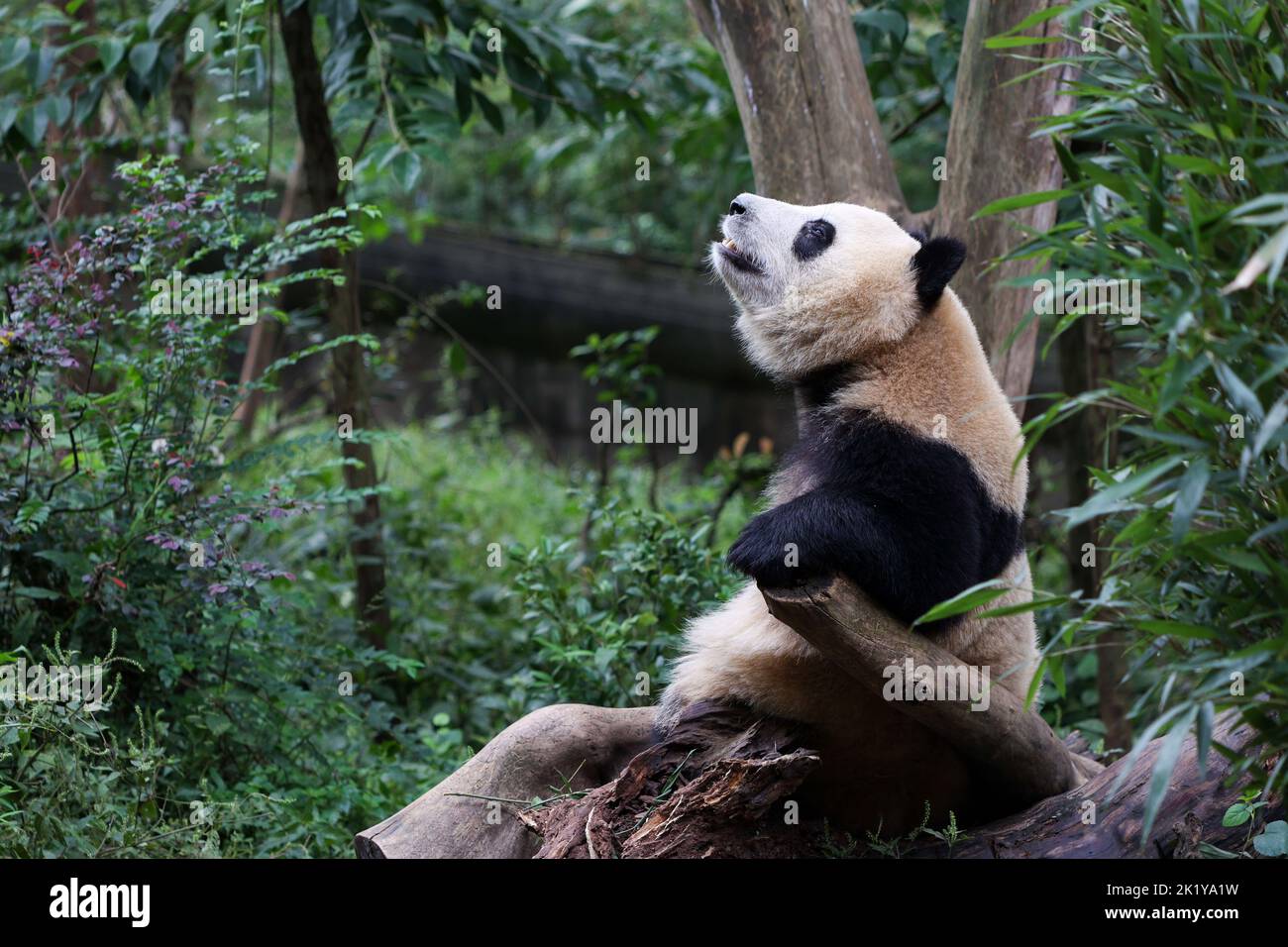 Chengdu, China's Sichuan Province. 21st Sep, 2022. A giant panda is pictured at the Chengdu ...