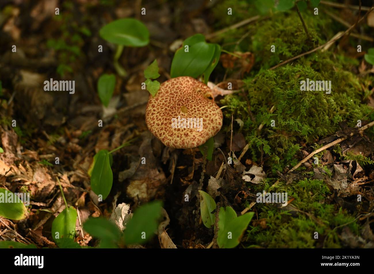 Native Mushrooms in Northern New York Stock Photo - Alamy