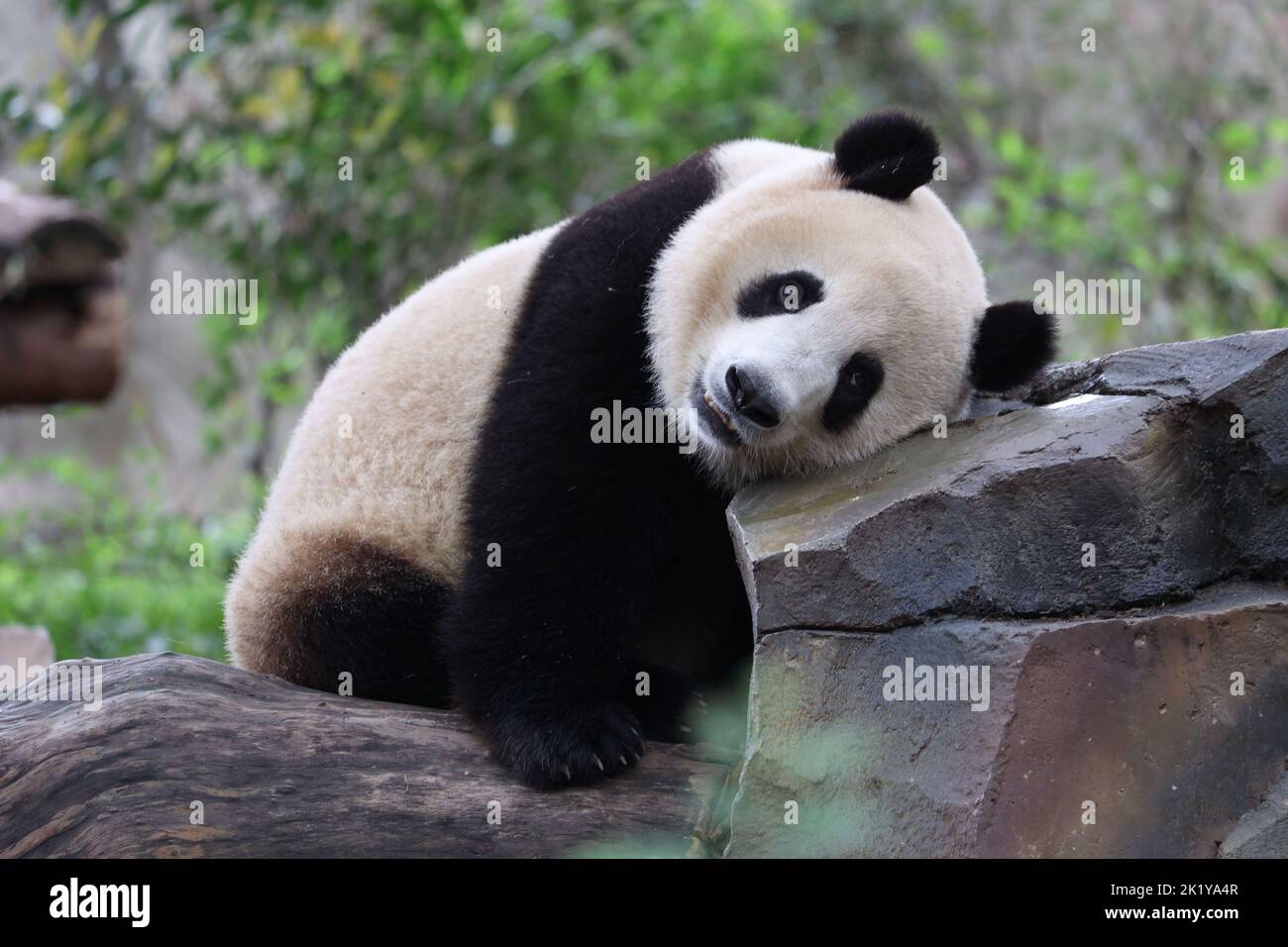 Chengdu, China's Sichuan Province. 21st Sep, 2022. Giant panda "Reganmian" is pictured at the ...