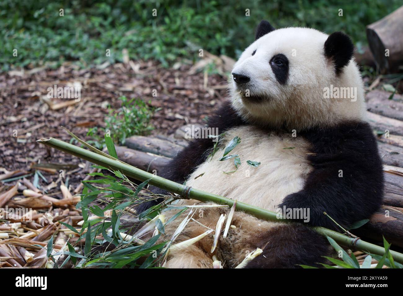 Chengdu, China's Sichuan Province. 21st Sep, 2022. A giant panda is pictured at the Chengdu ...