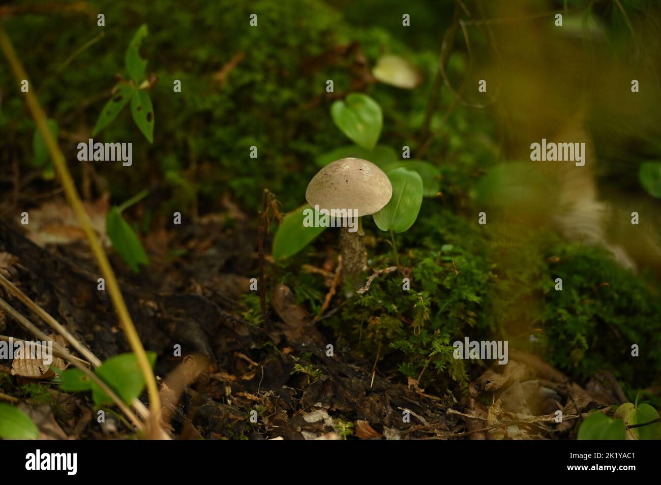 Native Mushrooms in Northern New York Stock Photo - Alamy