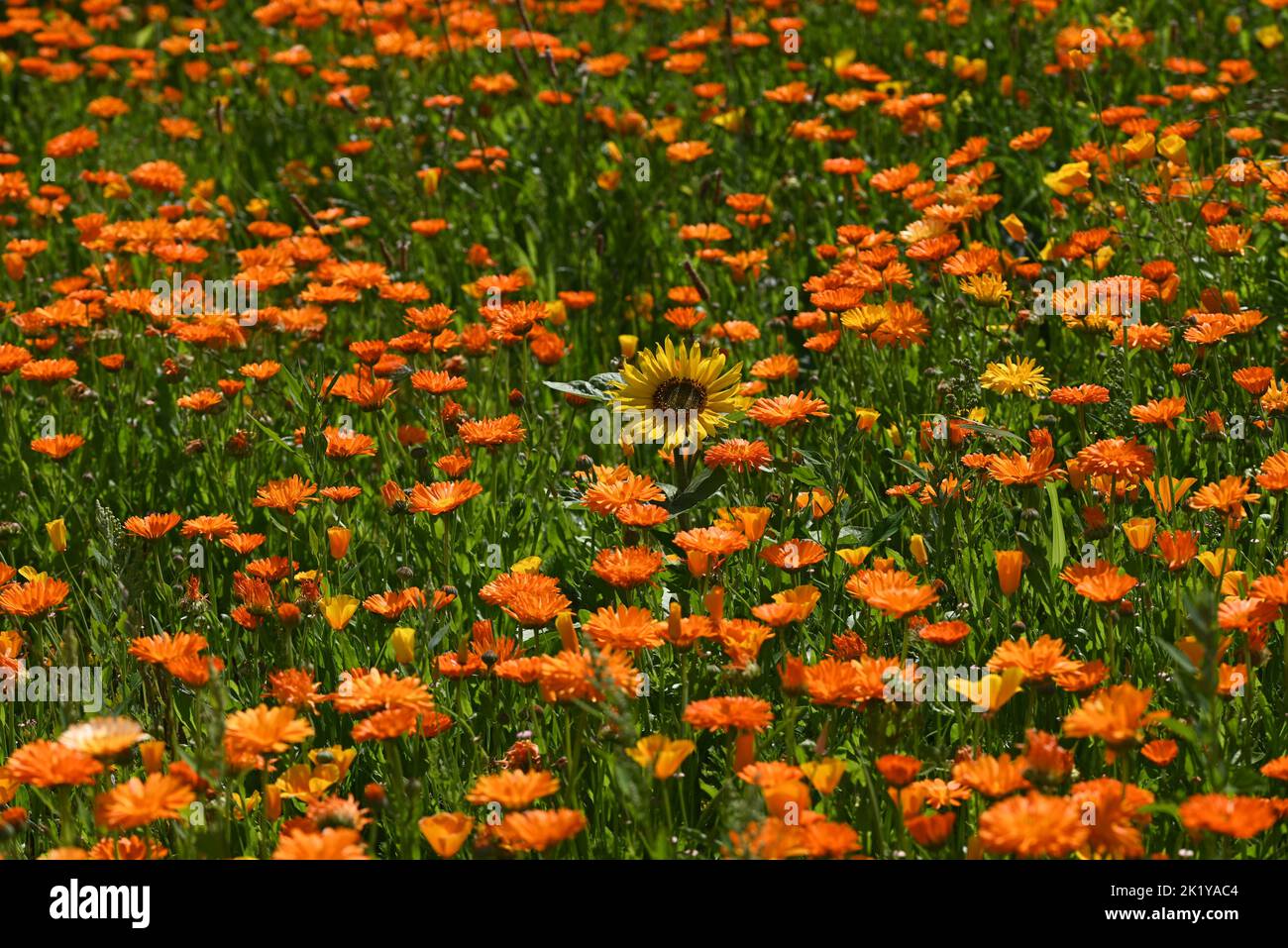 Orange Calendula field with sunflower in the middle Stock Photo - Alamy
