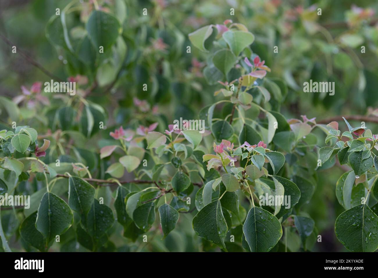 The leaves and new shoots on a chinese tallow tree on an early morning ...