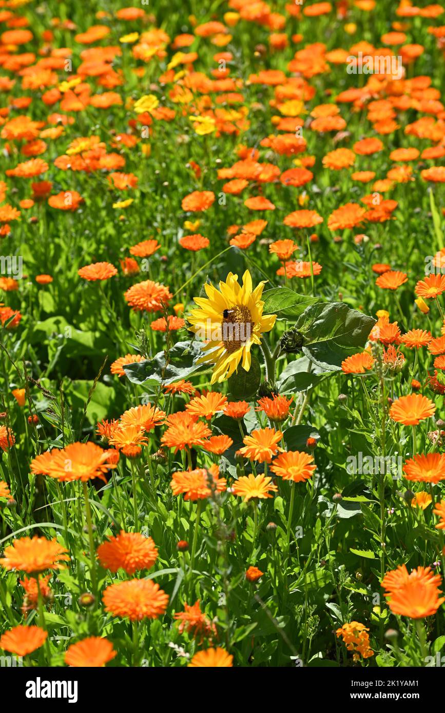 Orange Calendula field with sunflower in the middle Stock Photo - Alamy