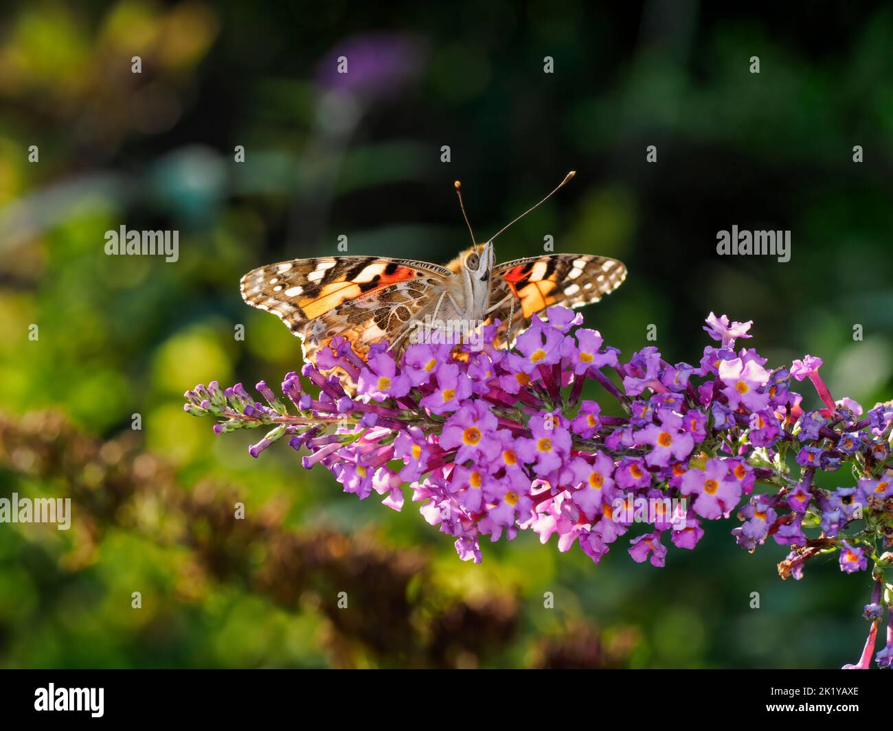 Painted Lady butterfly (Vanessa cardui) feeding on nectar from a pink ...