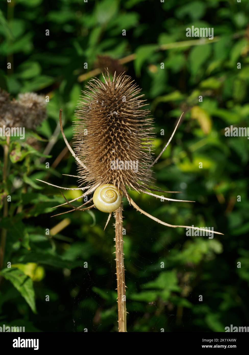 Small snail shell attached to a teasel seed head against a green ...