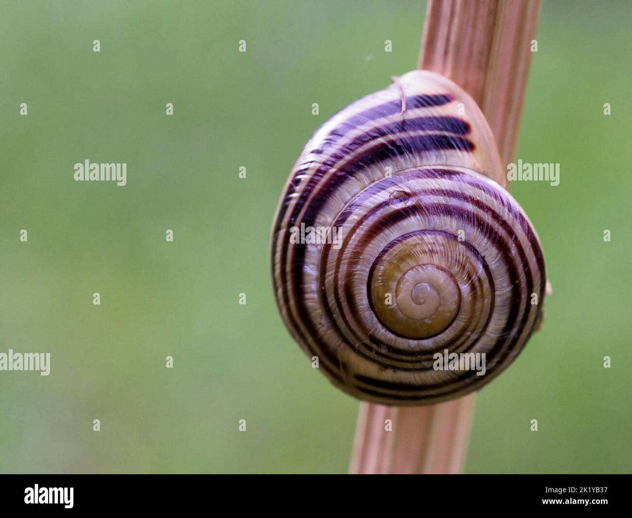 Land snail on plant stalk Stock Photo - Alamy