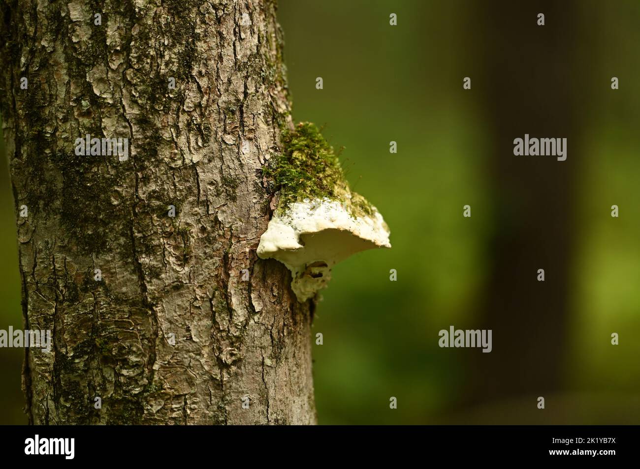 Native Mushrooms in Northern New York Stock Photo - Alamy