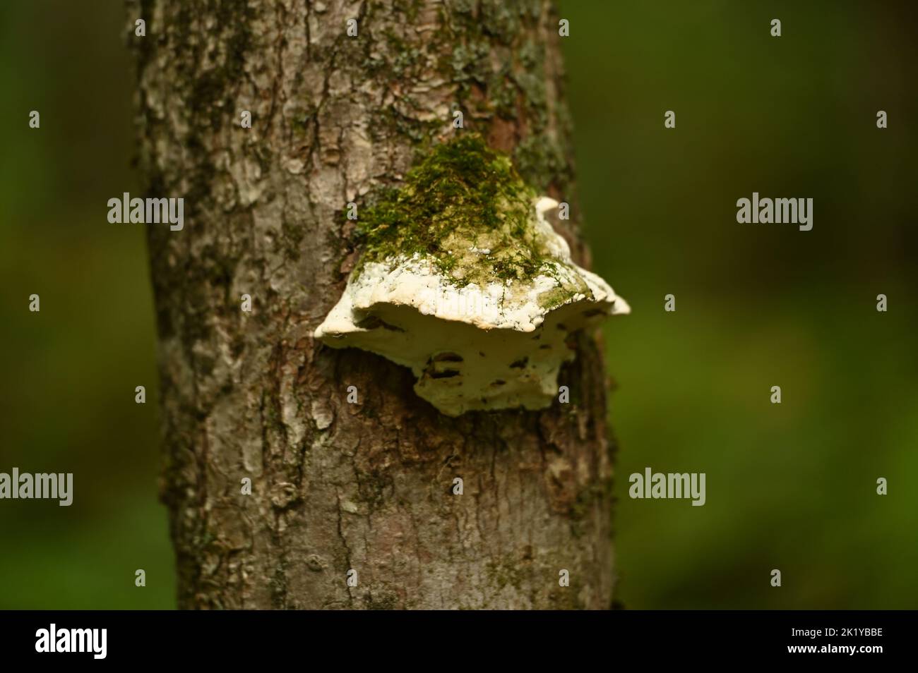 Native Mushrooms in Northern New York Stock Photo - Alamy