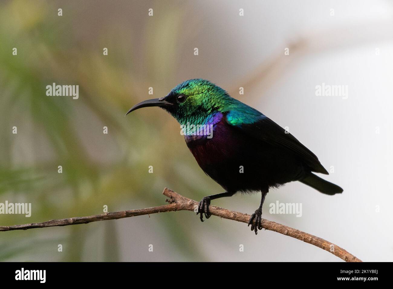 Palestine sunbird hi-res stock photography and images - Alamy