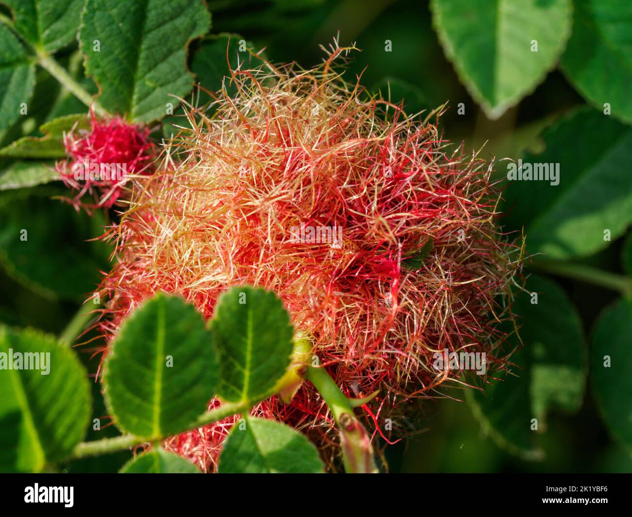 Robin's Pincushion Gall (diplolepis rosae) - also known as the Bedeguar ...